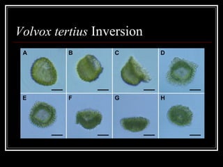 Embrionic Inversion in Volvox | PPT