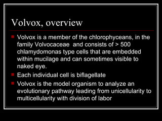 Embrionic Inversion in Volvox | PPT
