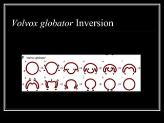 Embrionic Inversion in Volvox | PPT