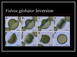 Embrionic Inversion in Volvox | PPT
