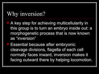 Embrionic Inversion in Volvox | PPT