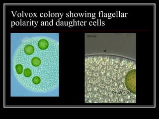 Embrionic Inversion in Volvox | PPT