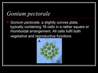 Embrionic Inversion in Volvox | PPT