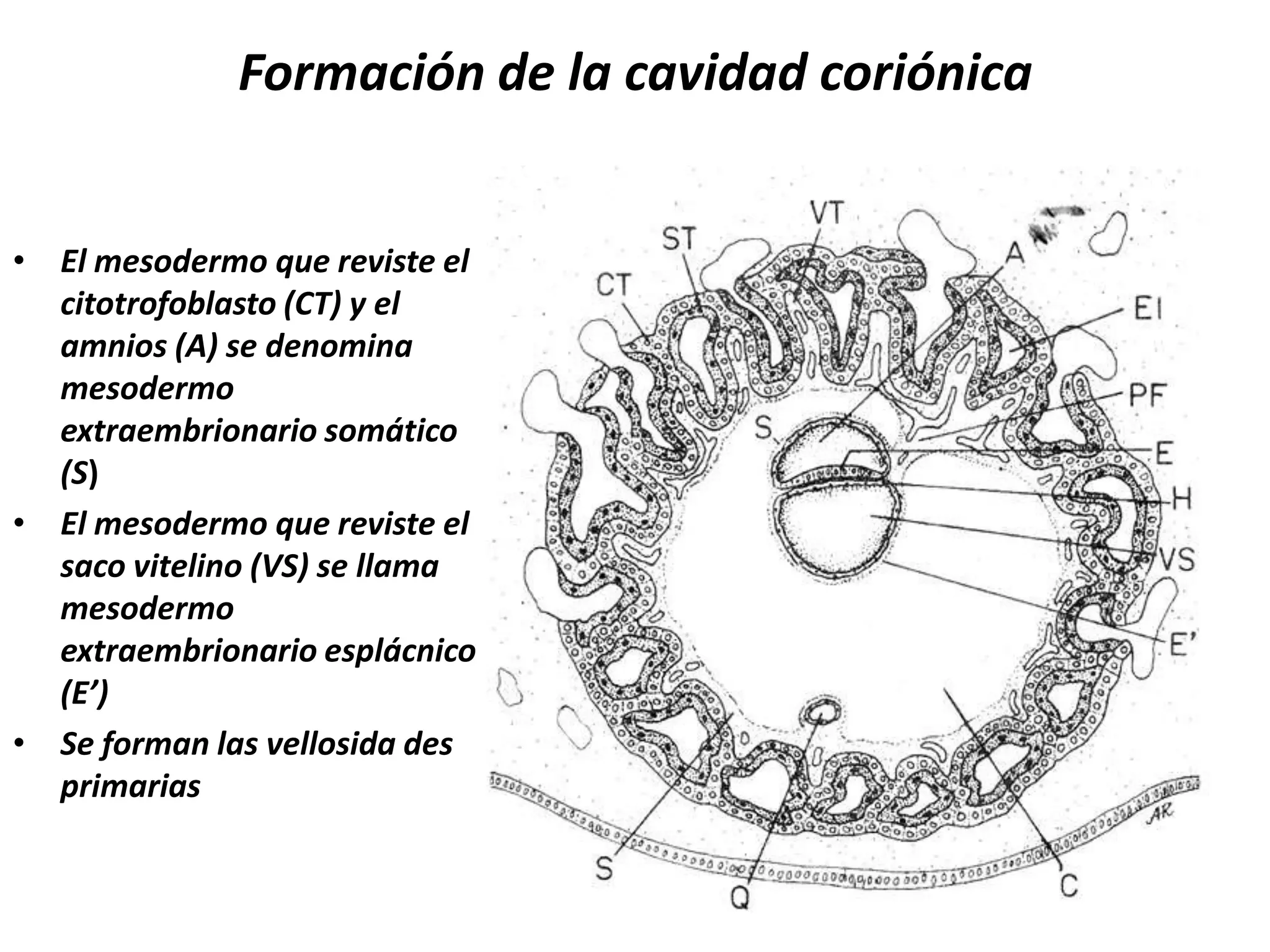 Embrion trilaminar | PPT