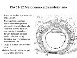 Embrion trilaminar | PPTX
