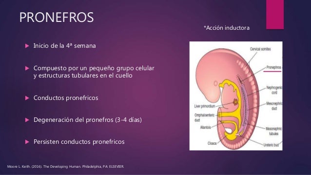 Embrio renal