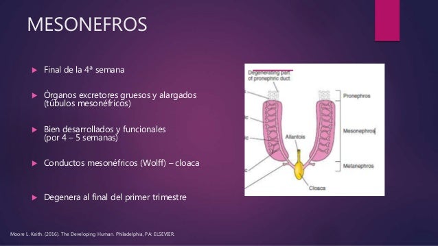 Embrio renal