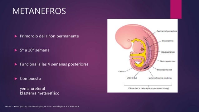 Embrio renal