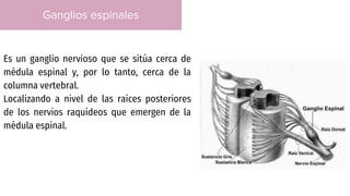 EMBRIO SN.pptx