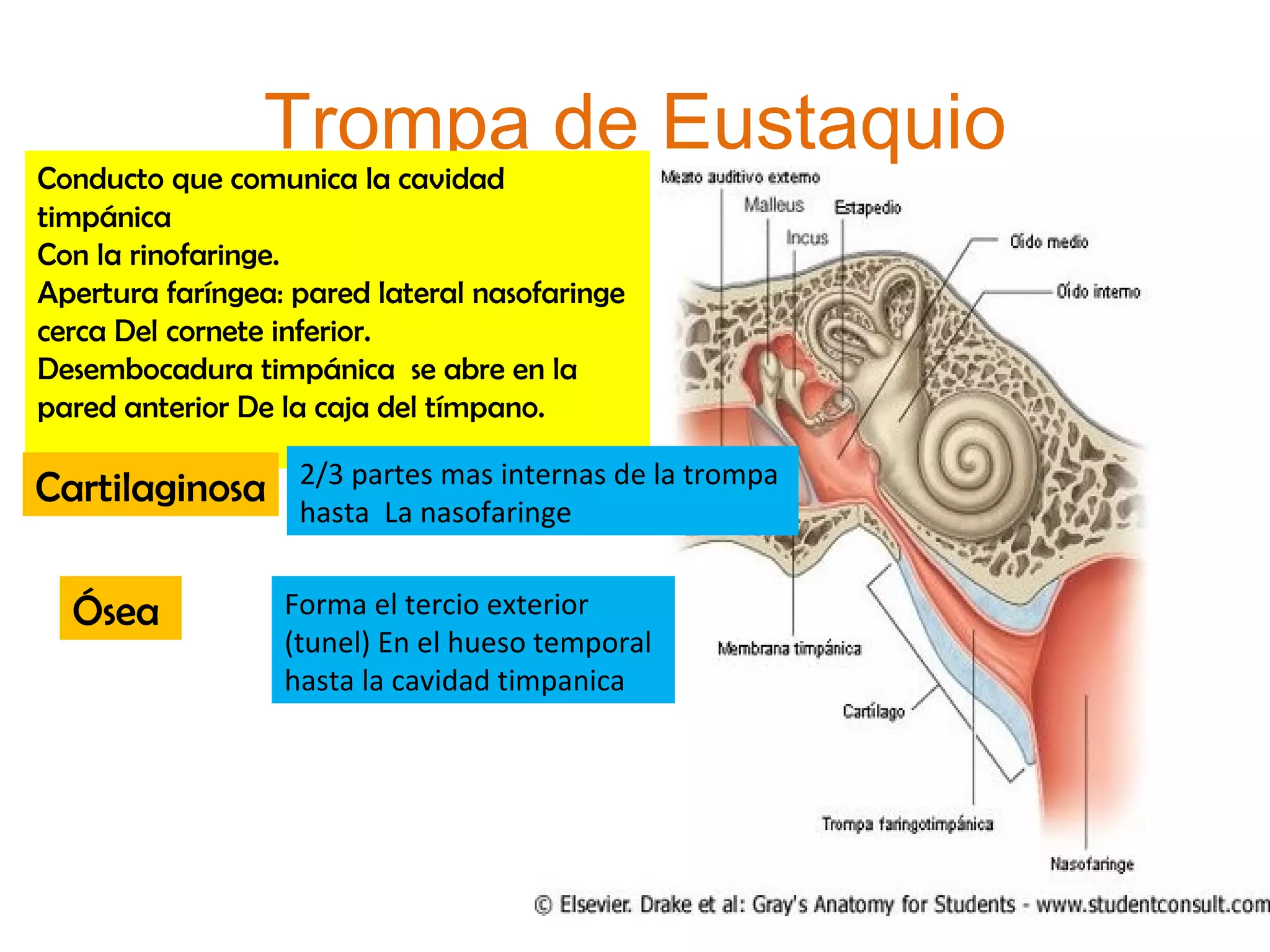 Embrio y anatomia de oido 2 | PPT