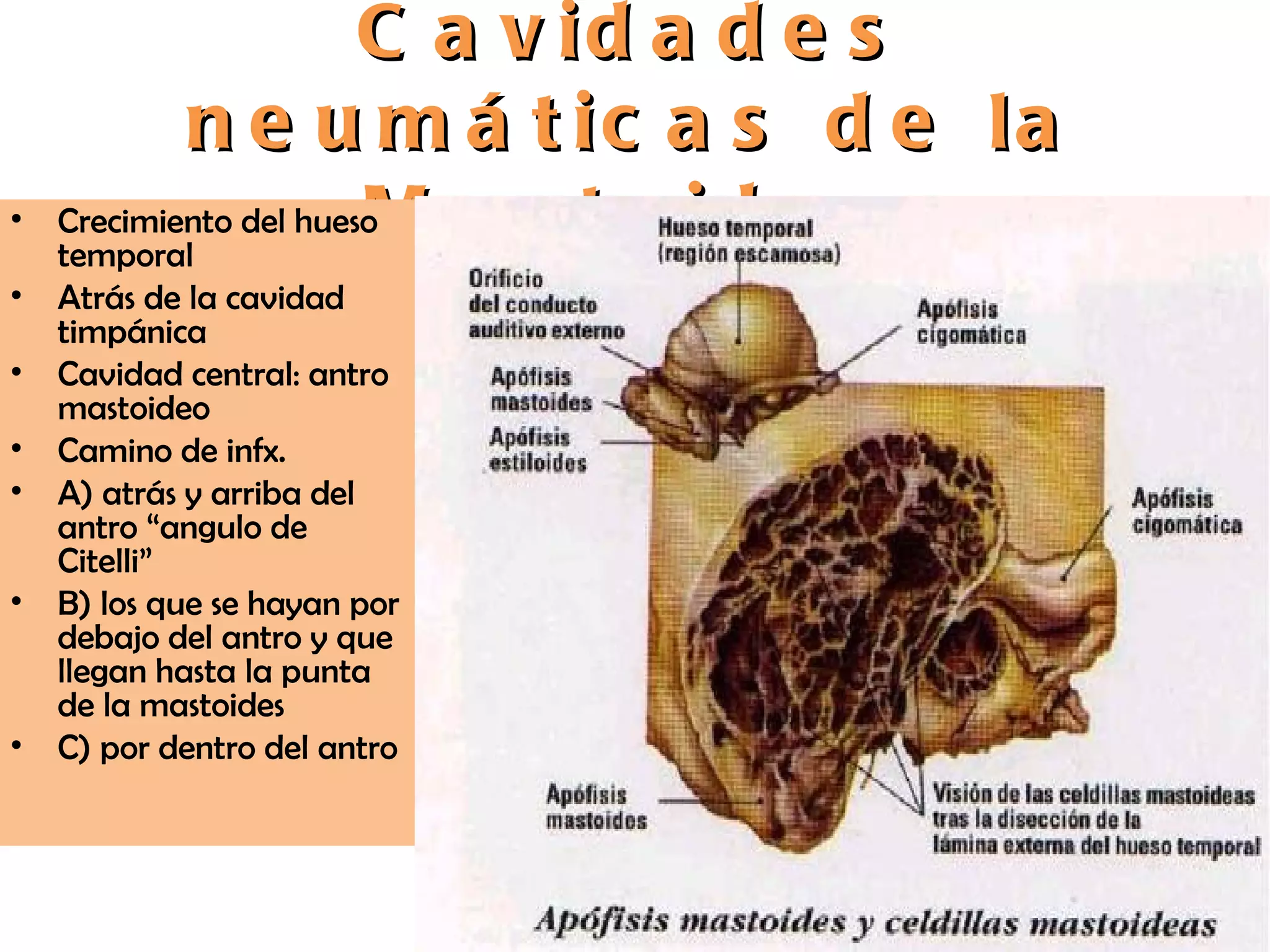 Embrio y anatomia de oido 2 | PPT