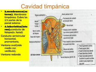 Embrio y anatomia de oido 2 | PPT