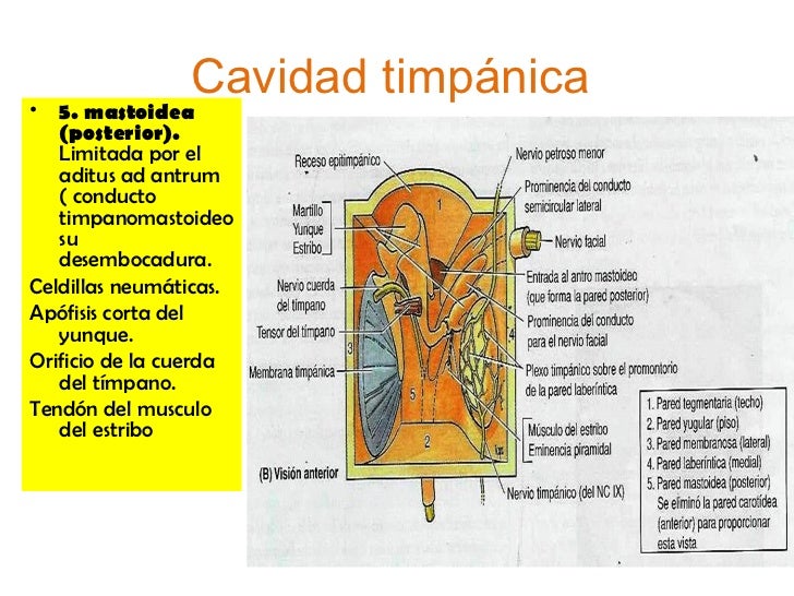 Embrio y anatomia de oido 2