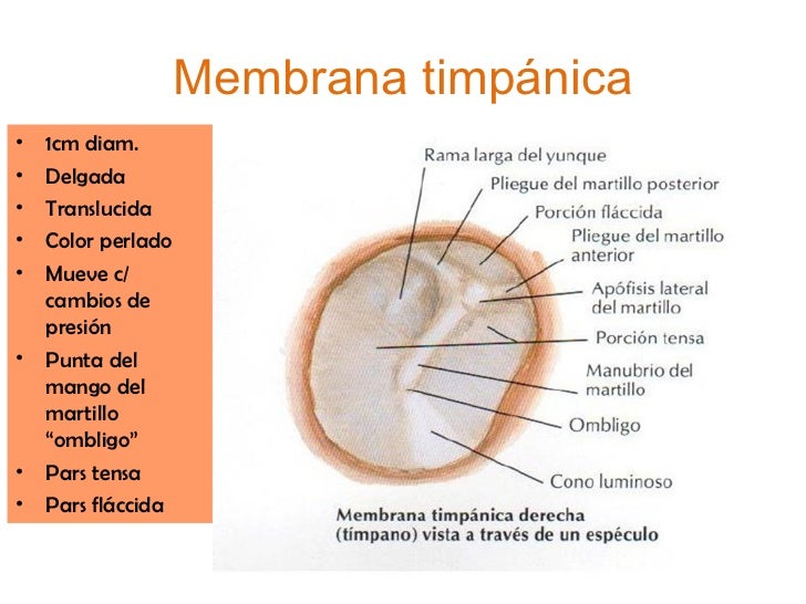 Embrio y anatomia de oido 2