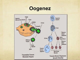 Oogenez Histolojisi