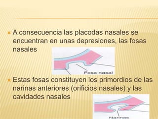 Embrologia de nariz | PPTX