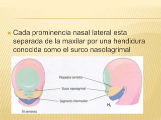 Embrologia de nariz | PPTX