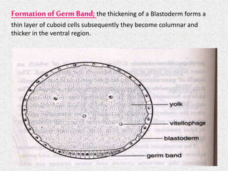 Embryological development in insect | PPTX