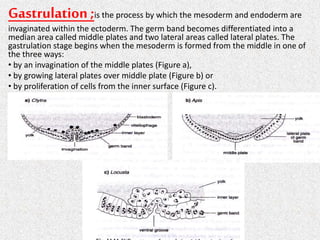 Embryological development in insect | PPTX