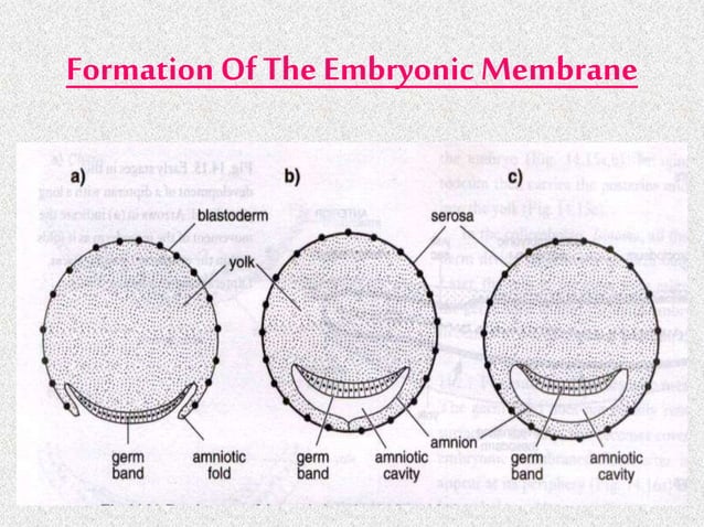 Embryological development in insect | PPTX | Infertility | Reproductive ...