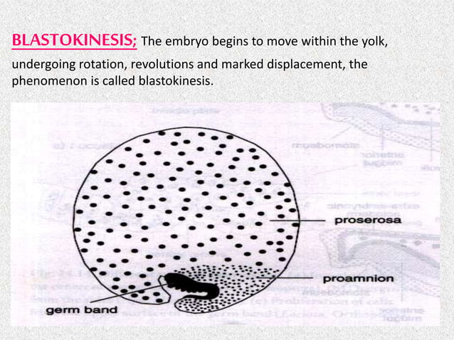 Embryological development in insect | PPTX | Infertility | Reproductive ...