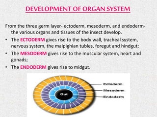 Embryological development in insect | PPTX