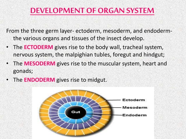 Embryological development in insect | PPTX | Infertility | Reproductive ...