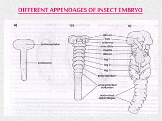 Embryological development in insect | PPTX