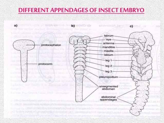Embryological development in insect | PPTX | Infertility | Reproductive ...