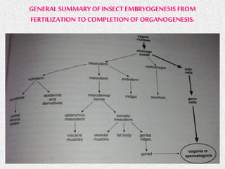 Embryological development in insect | PPTX