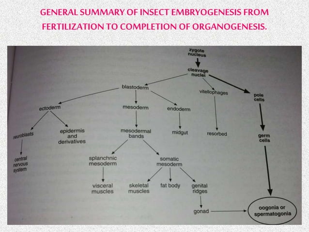Embryological development in insect | PPTX | Infertility | Reproductive ...