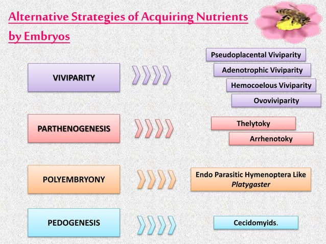 Embryological development in insect | PPTX | Infertility | Reproductive ...