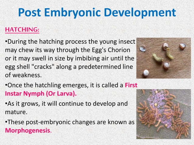 Embryological development in insect | PPTX | Infertility | Reproductive ...