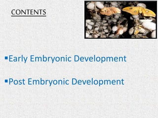 Embryological development in insect | PPTX