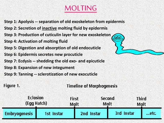 Embryological development in insect | PPTX | Infertility | Reproductive ...