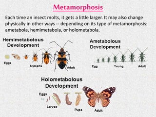 Embryological development in insect | PPTX