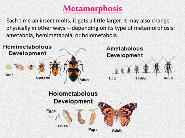 Embryological development in insect | PPTX | Infertility | Reproductive ...