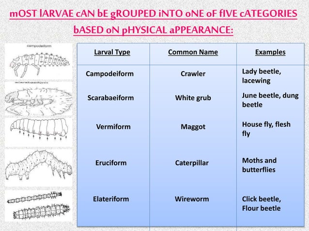 Embryological development in insect | PPTX | Infertility | Reproductive ...