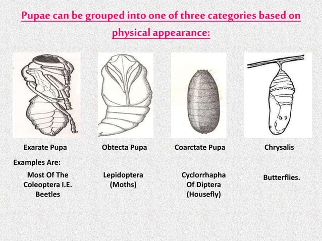 Embryological development in insect | PPTX | Infertility | Reproductive ...