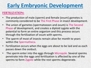 Embryological development in insect | PPTX