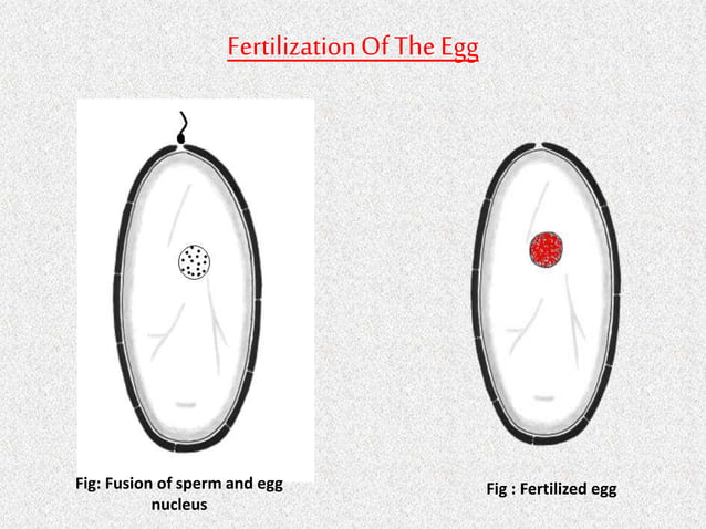 Embryological development in insect | PPTX | Infertility | Reproductive ...