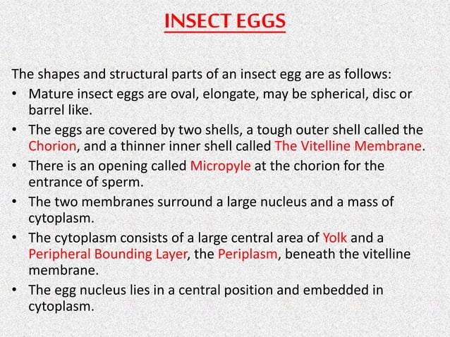Embryological development in insect | PPTX | Infertility | Reproductive ...