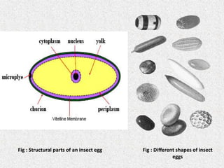 Embryological development in insect | PPTX