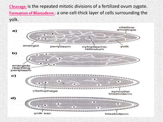 Embryological development in insect | PPTX