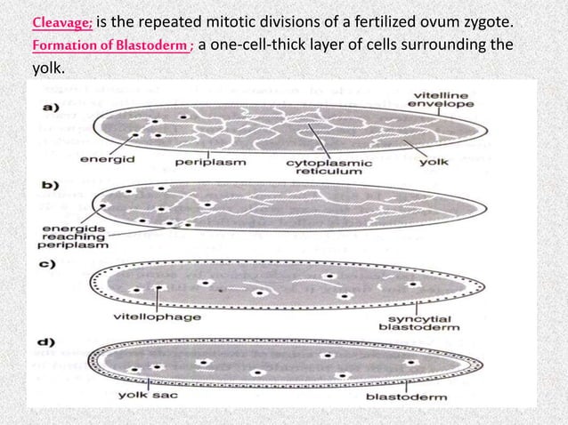 Embryological development in insect | PPTX | Infertility | Reproductive ...