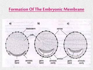 embrologicaldevelopmentininsect-200620064823 (1).pdf | Free download