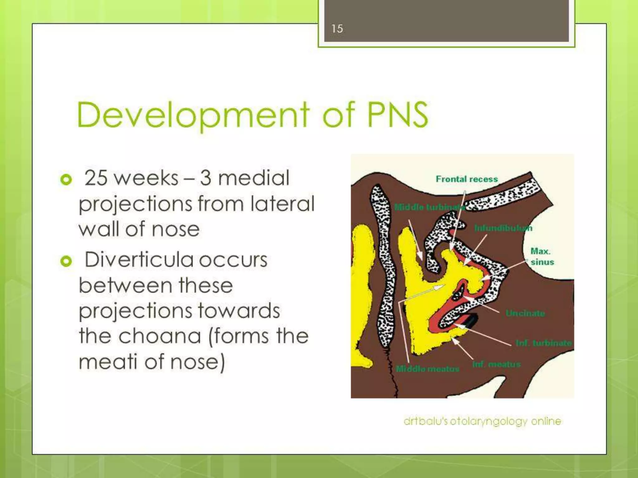 Embryology nose and paranasal sinuses | PPTX
