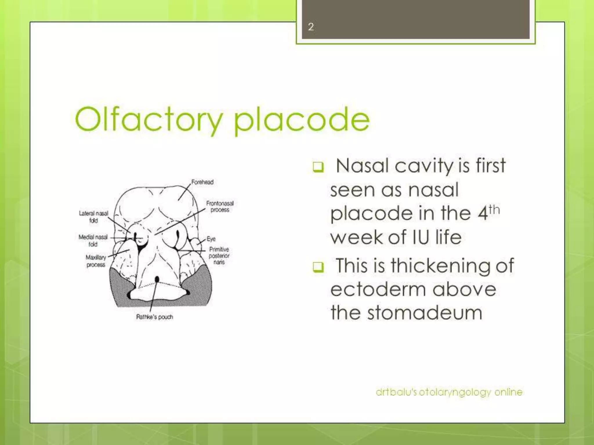 Embryology nose and paranasal sinuses | PPTX