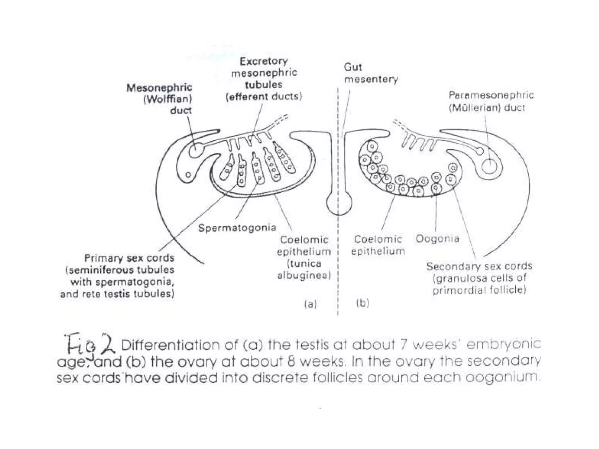 Embryology of the urogenital system | PPT