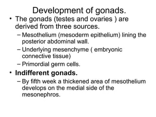 Embryology of the urogenital system | PPT